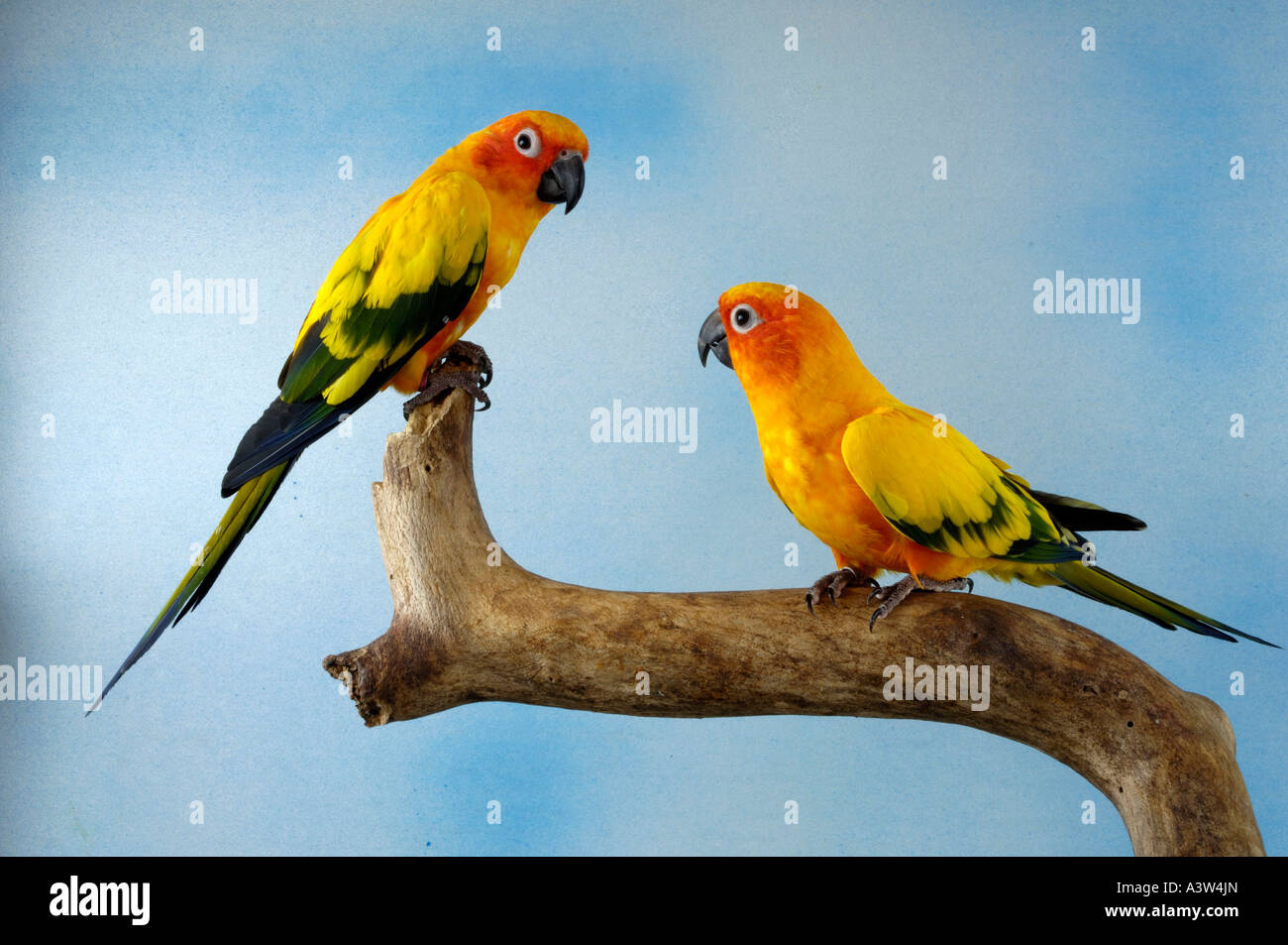 Sun Conure / Sun Parakeet Stock Photo - Alamy