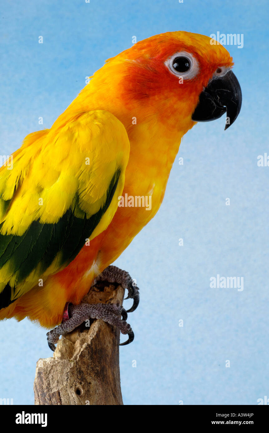 Sun Conure / Sun Parakeet Stock Photo - Alamy