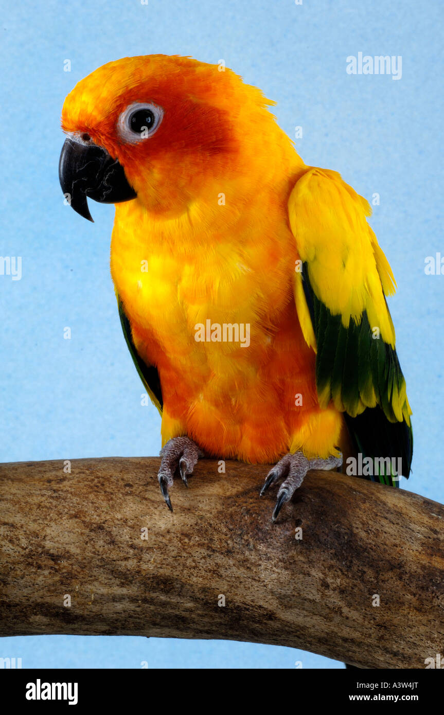Sun Conure / Sun Parakeet Stock Photo - Alamy