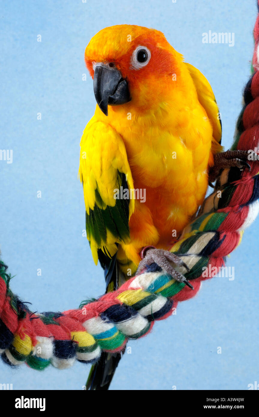 Sun Conure / Sun Parakeet Stock Photo - Alamy