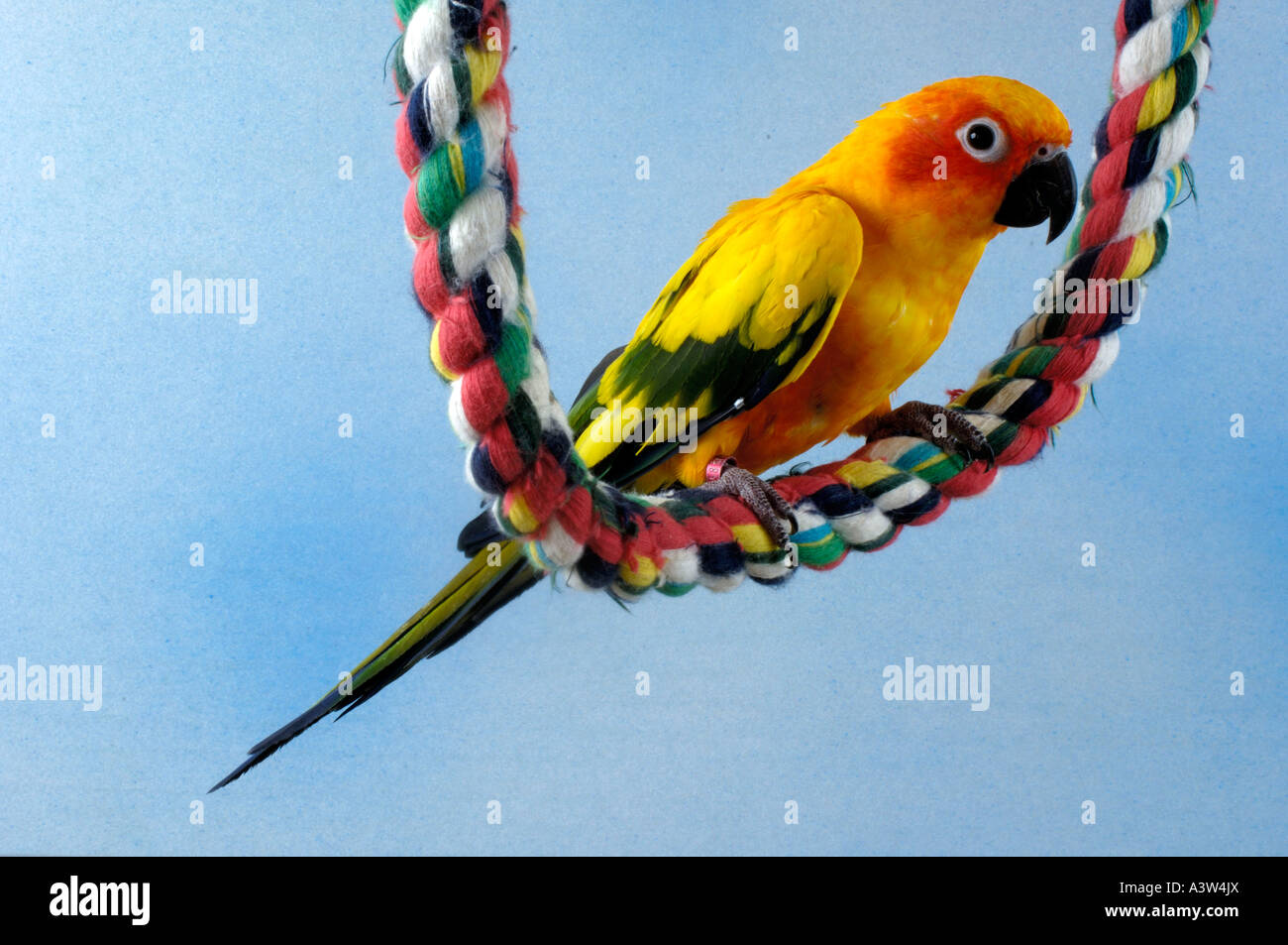 Sun Conure / Sun Parakeet Stock Photo - Alamy