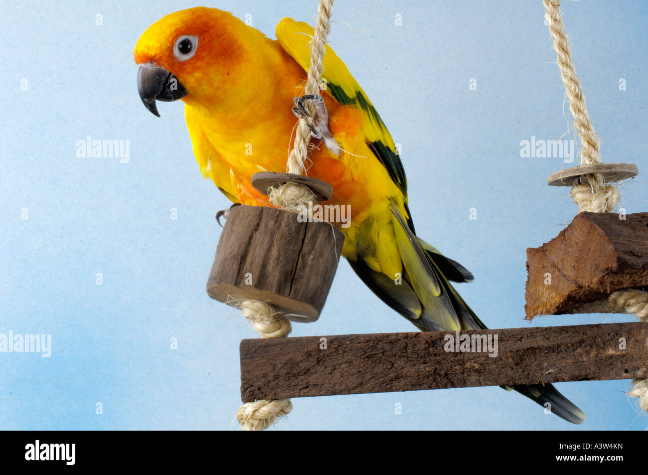 Sun Conure / Sun Parakeet Stock Photo - Alamy