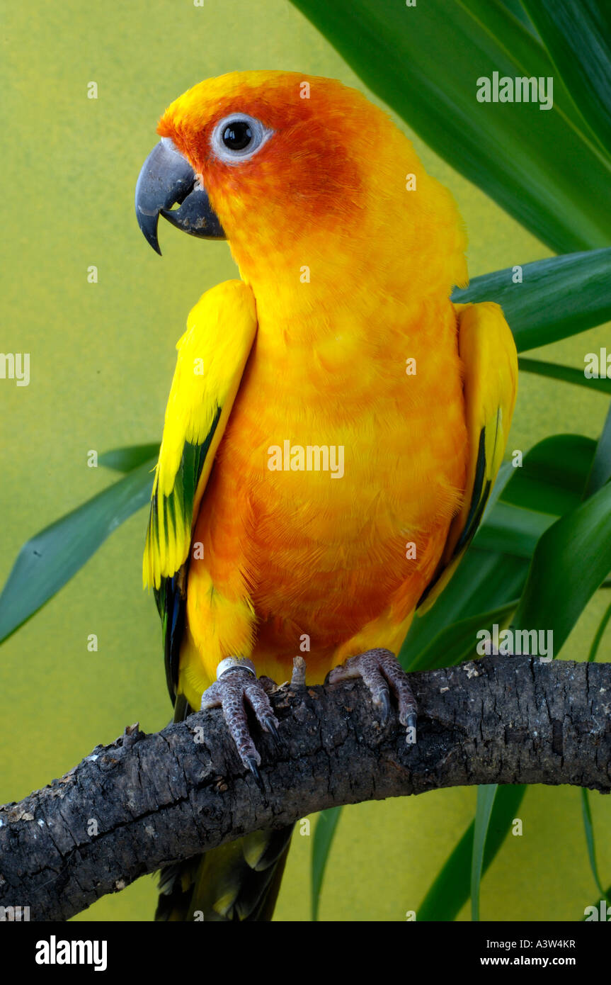 Sun Conure / Sun Parakeet Stock Photo - Alamy