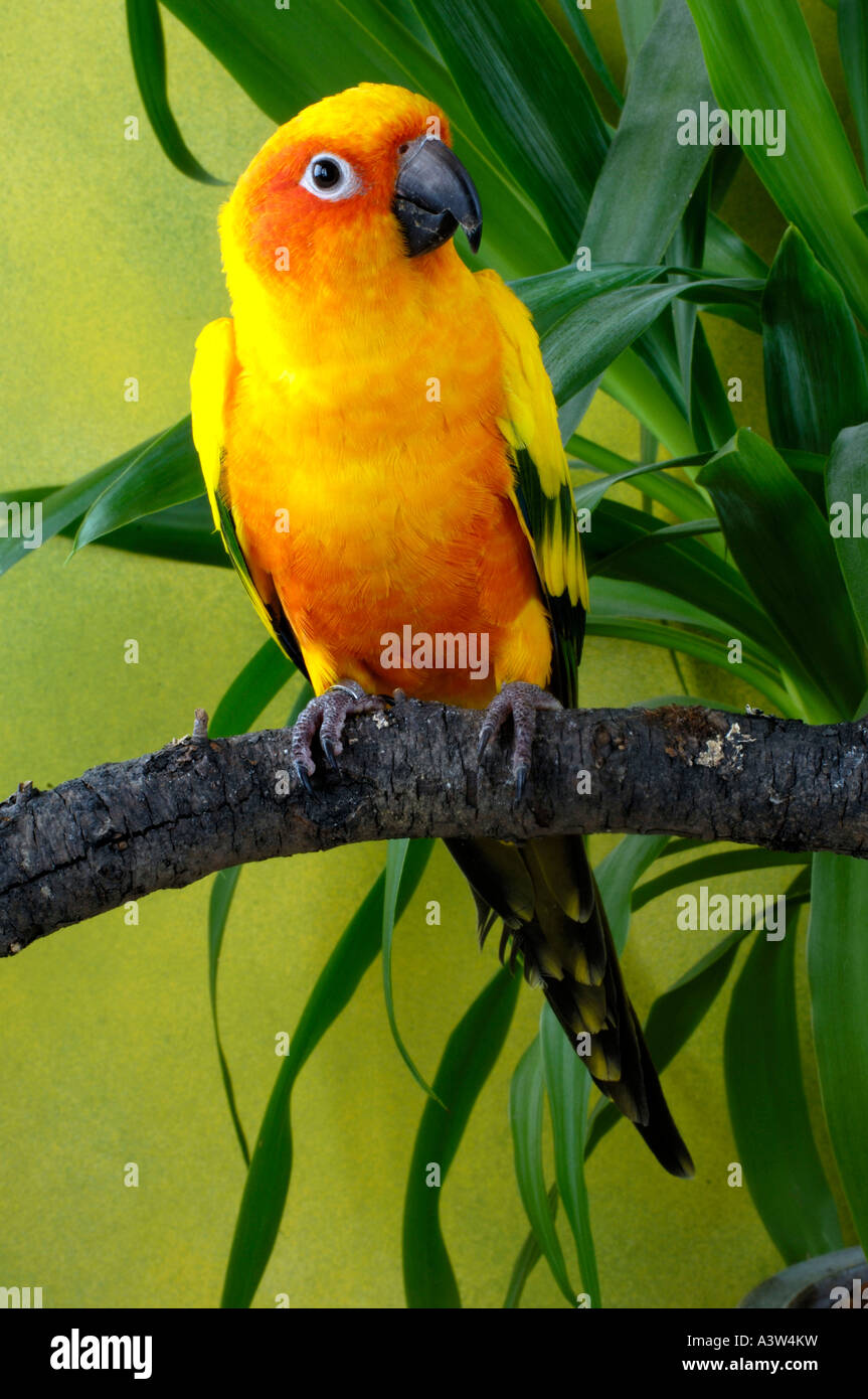 Sun Conure / Sun Parakeet Stock Photo - Alamy