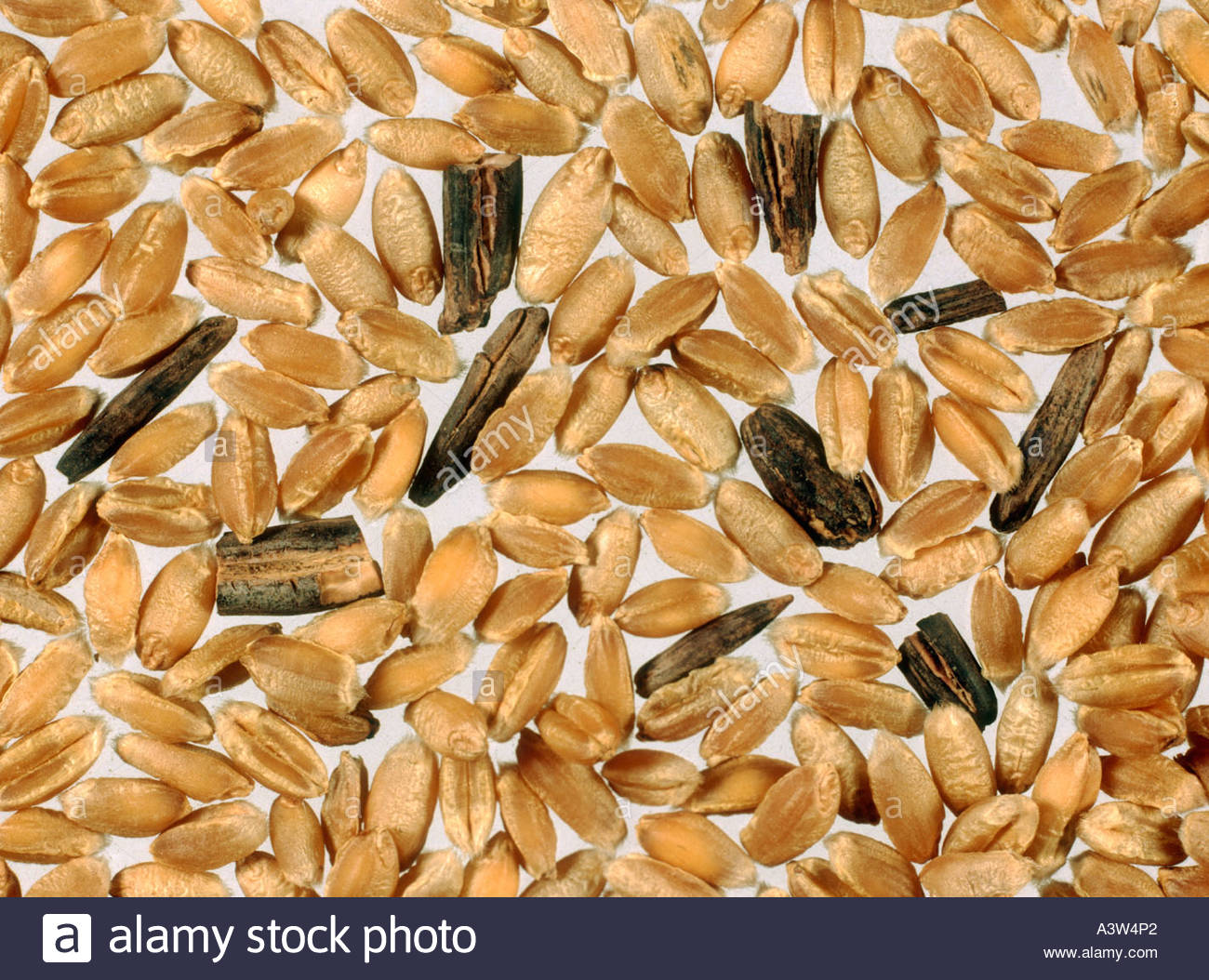 Ergot Claviceps Purpurea Stock Photos & Ergot Claviceps Purpurea Stock ...