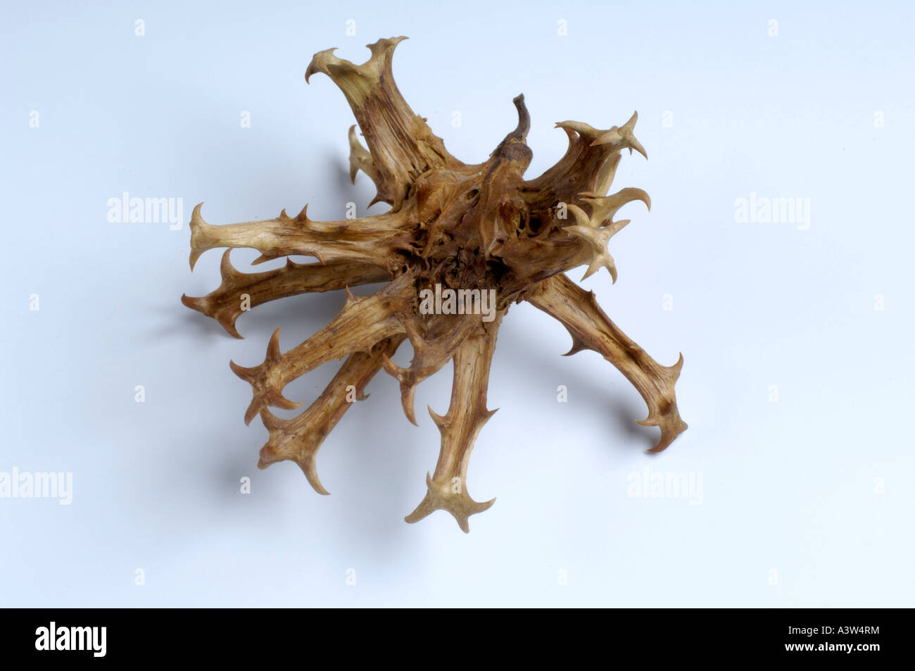 Devils Claw Stock Photo - Alamy
