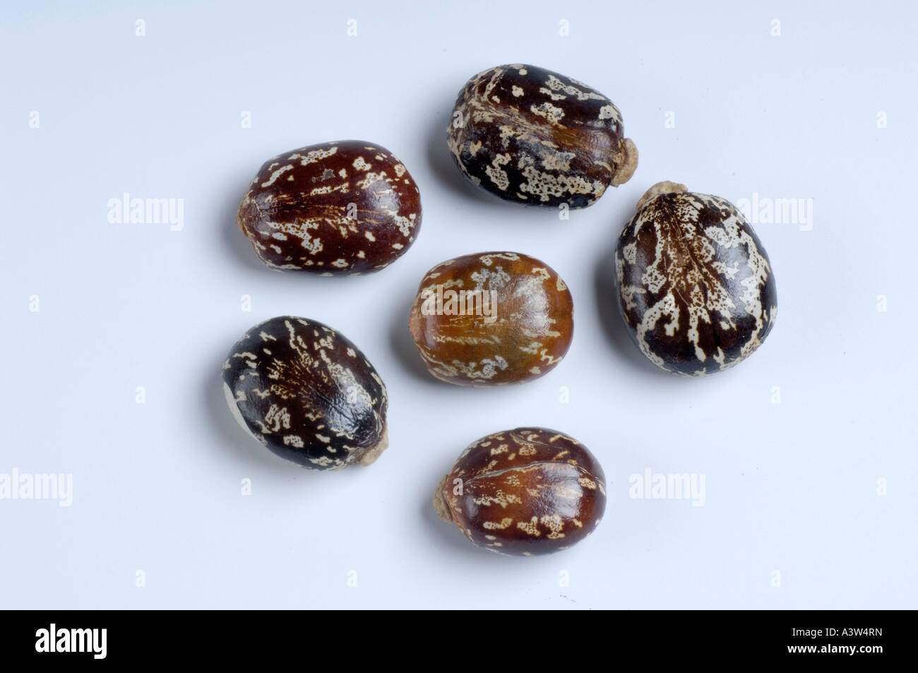 Ricinus seed Stock Photo - Alamy