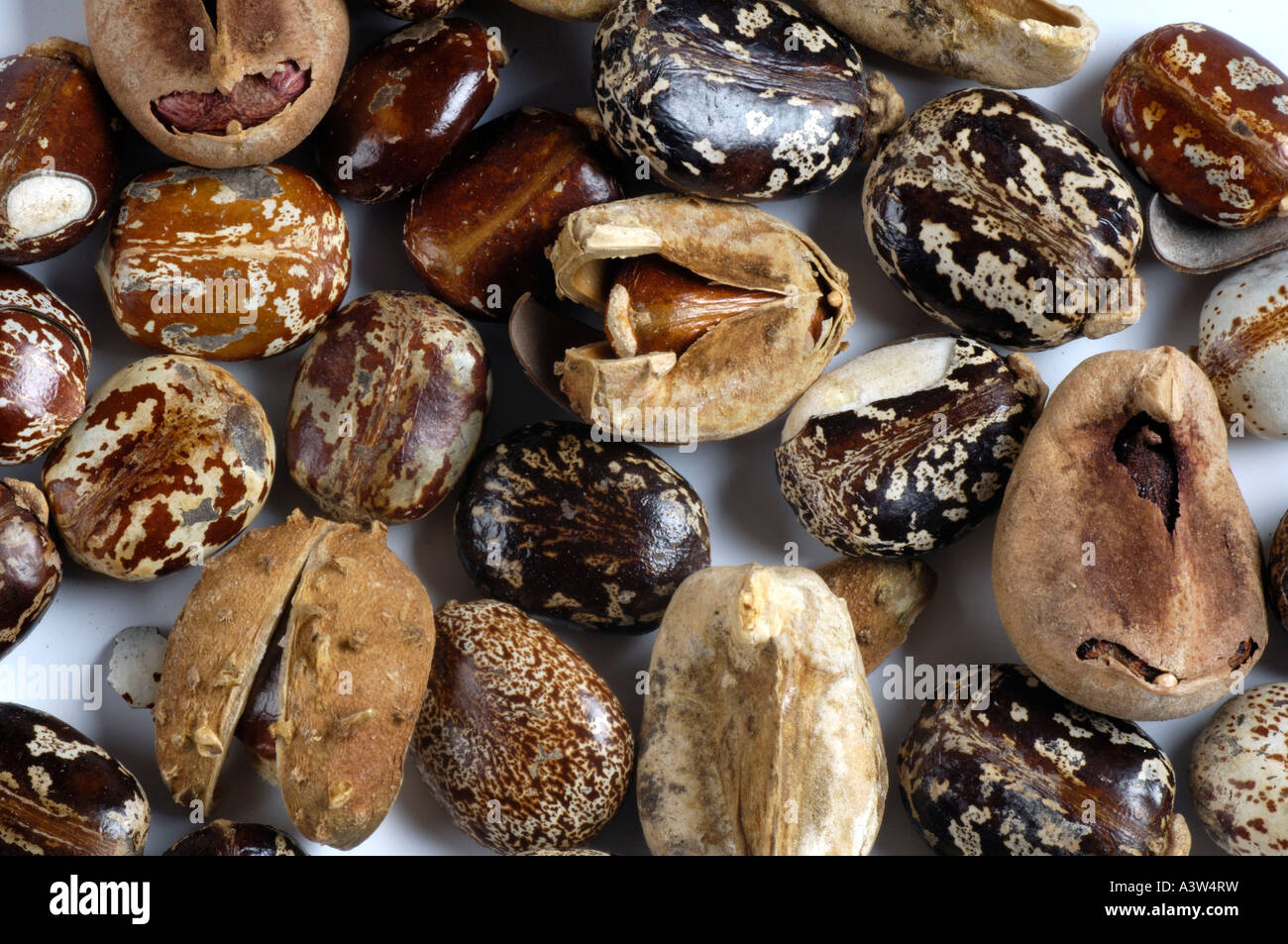 Ricinus seed Stock Photo - Alamy