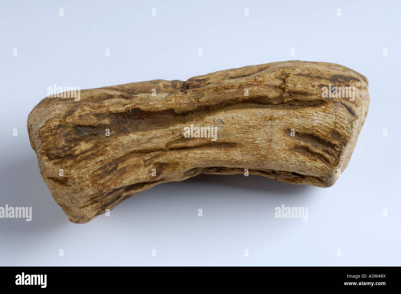 Rhubarb root Stock Photo - Alamy