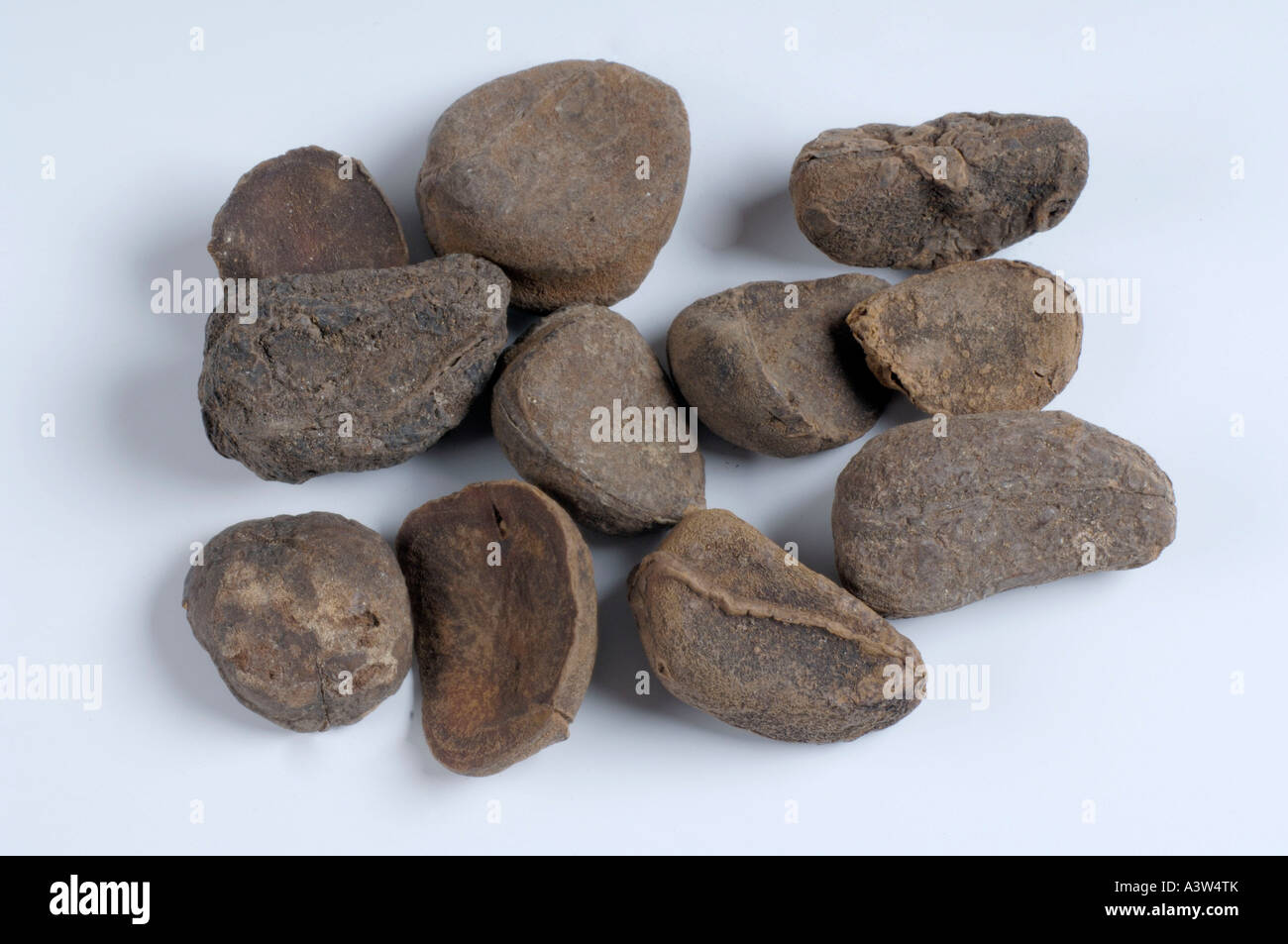 Kola nuts hi-res stock photography and images - Alamy