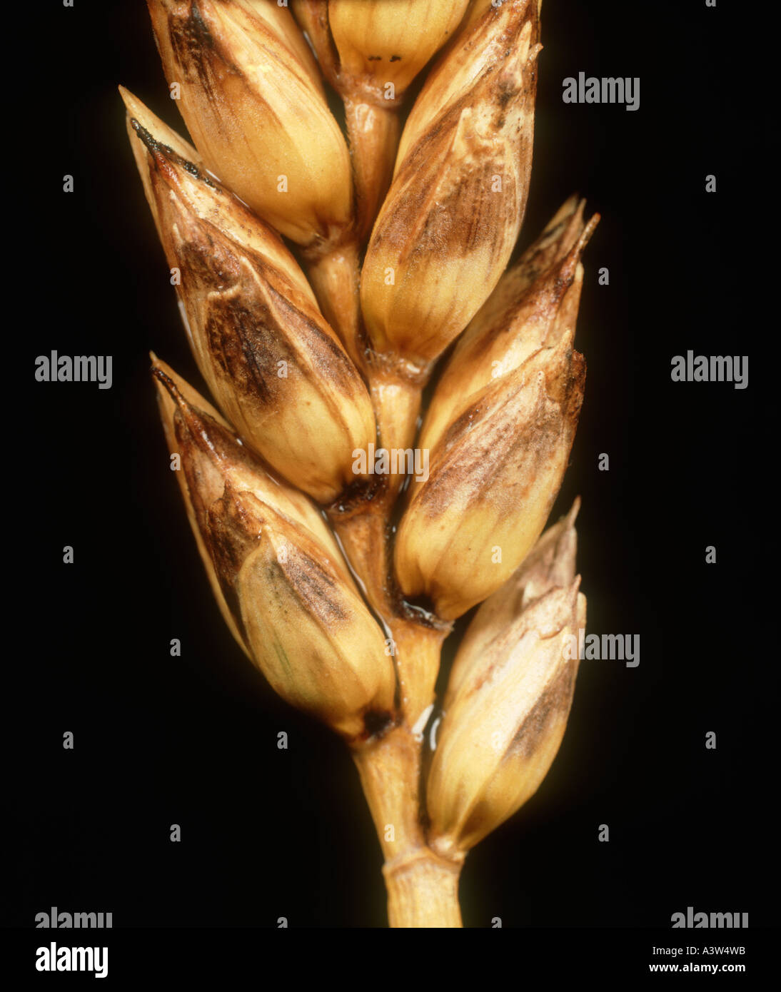 Glume High Resolution Stock Photography and Images - Alamy