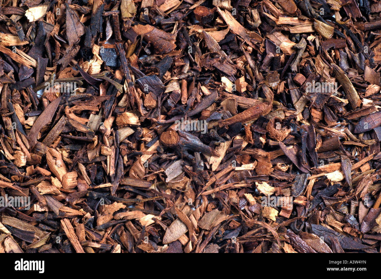 Cyclopia hi-res stock photography and images - Alamy