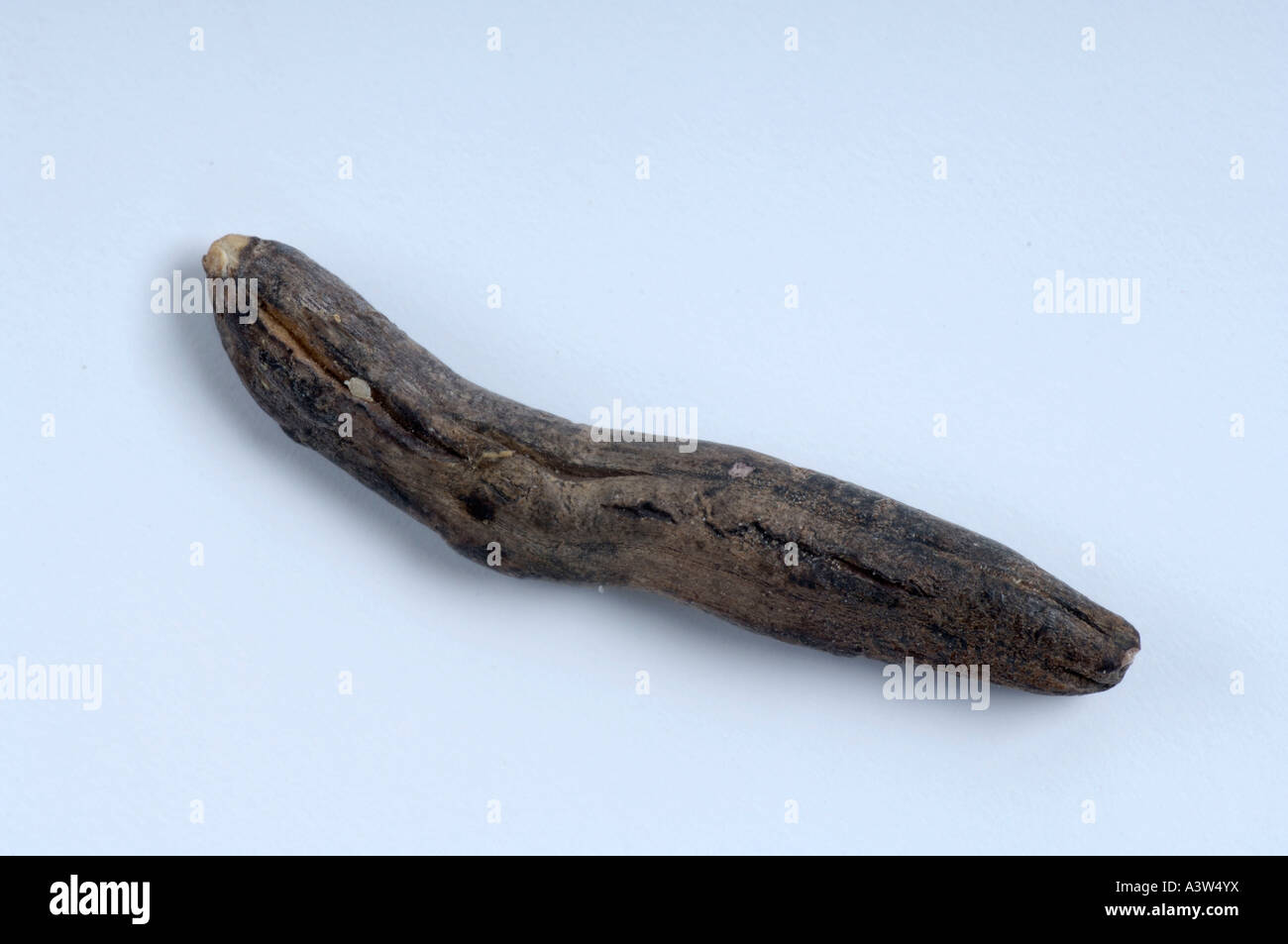 Ergot claviceps purpurea hi-res stock photography and images - Alamy