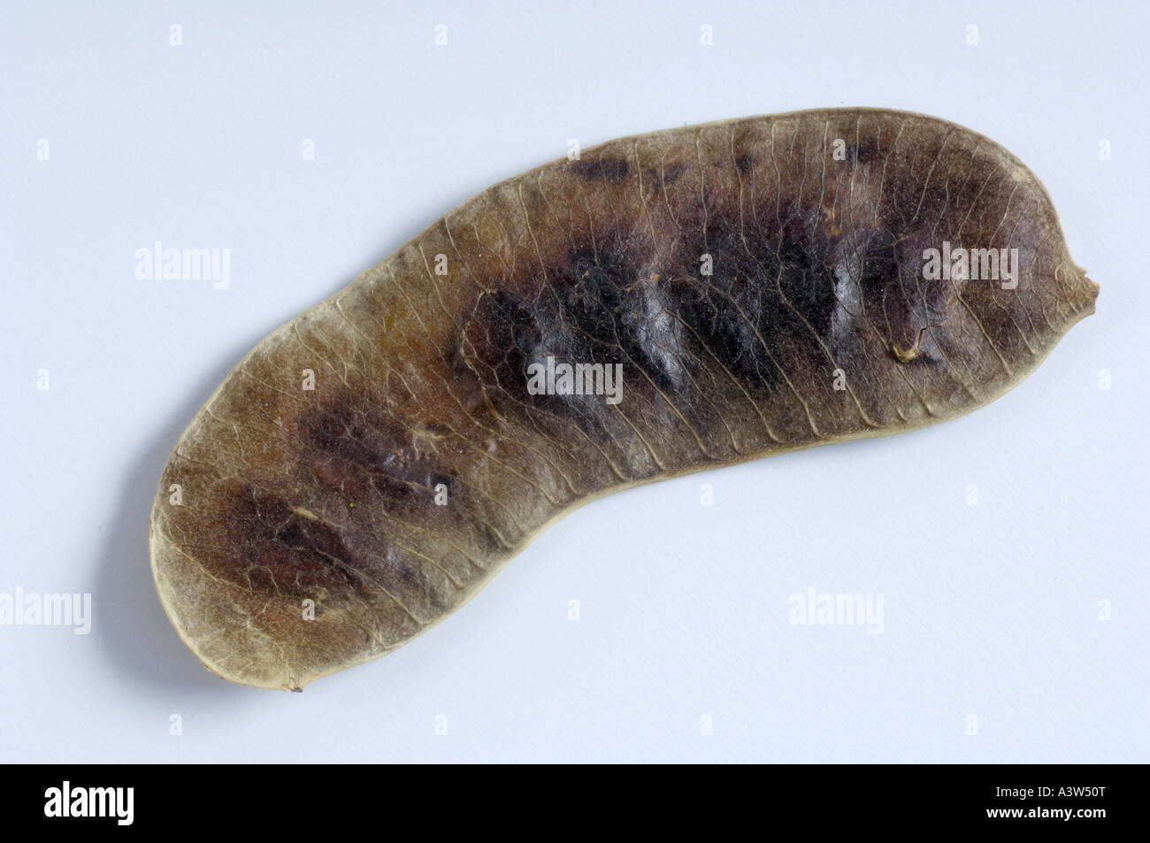 Senna plant Stock Photo - Alamy