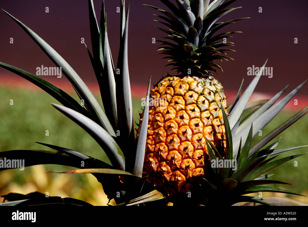Lone Pineapple High Resolution Stock Photography and Images - Alamy