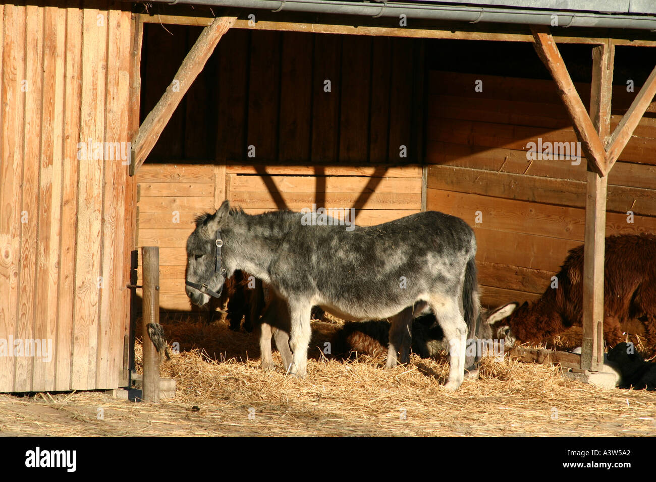 Donkeys stable hi-res stock photography and images - Alamy