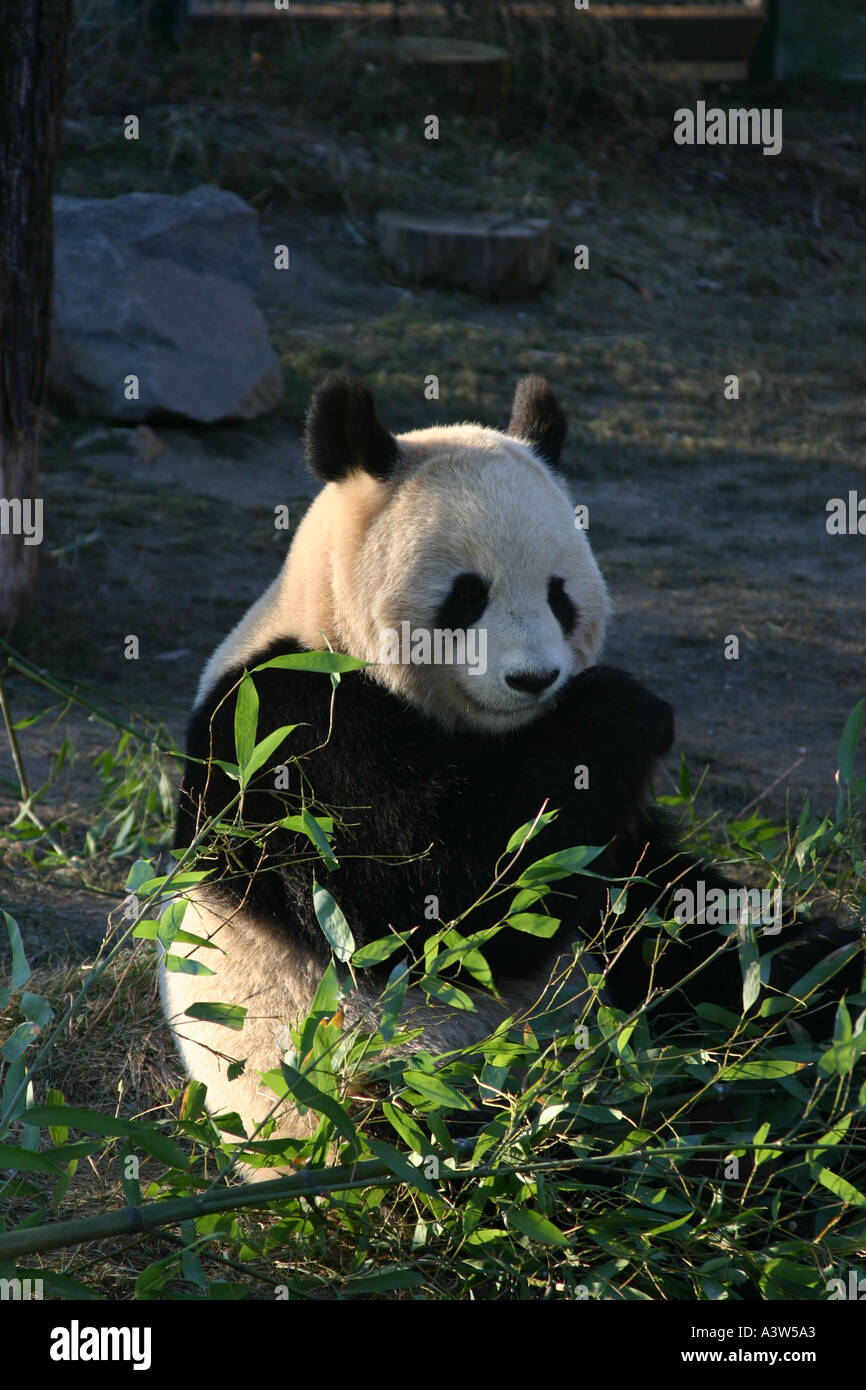 Schonbrunn zoo panda hi-res stock photography and images - Alamy