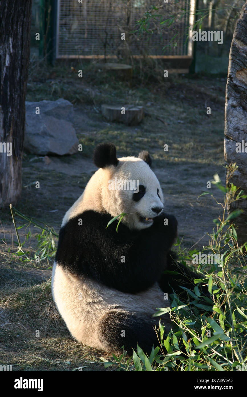 Panda bears eating hi-res stock photography and images - Alamy