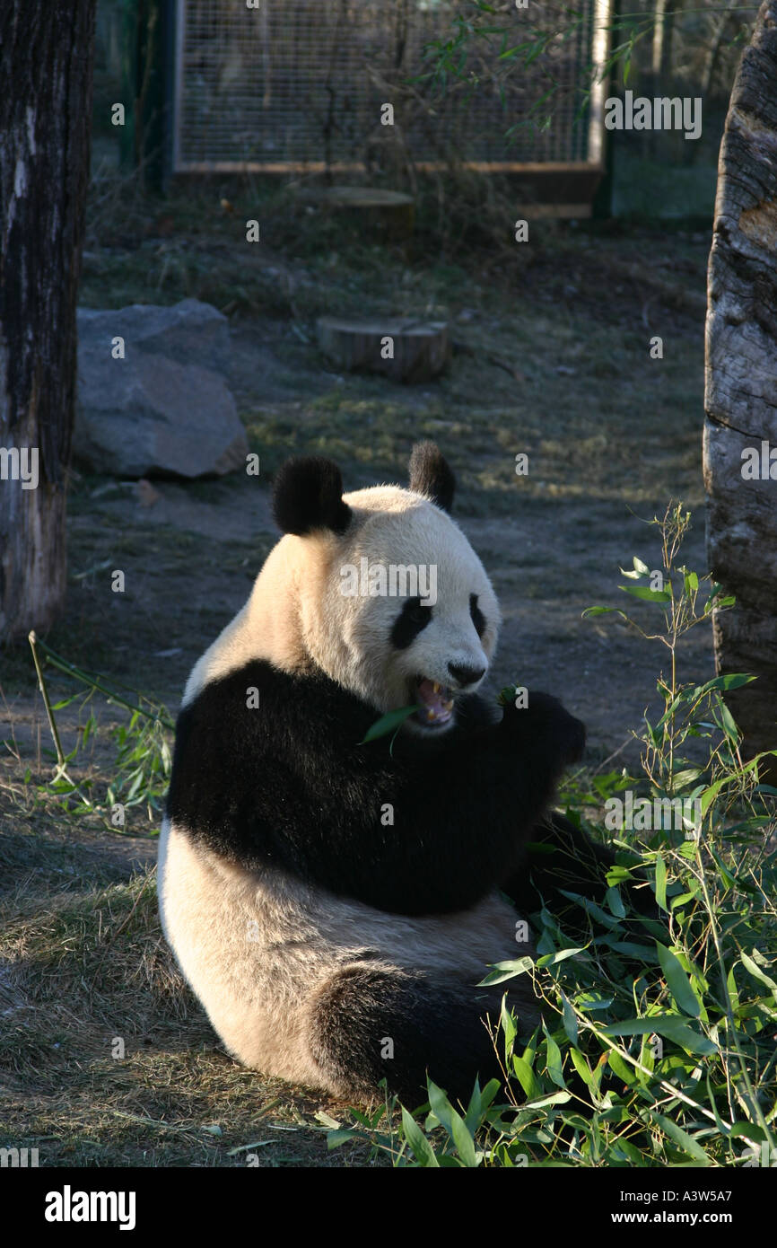 Panda plants hi-res stock photography and images - Alamy