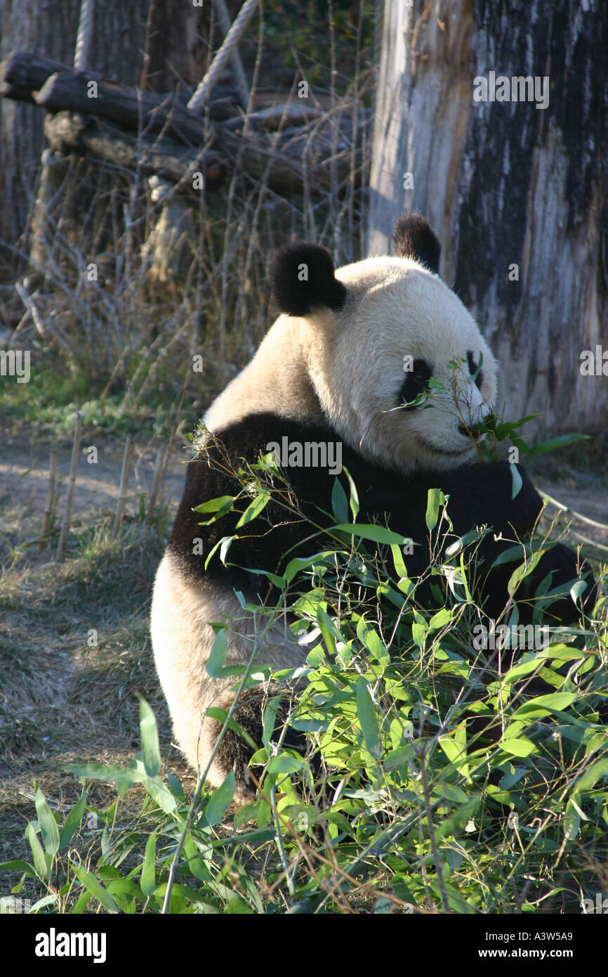 Panda plants hi-res stock photography and images - Alamy