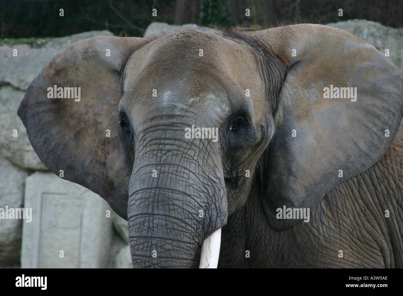 Austria elefant hi-res stock photography and images - Alamy