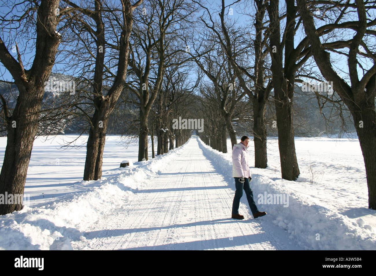 Chestnut tree in winter hi-res stock photography and images - Alamy