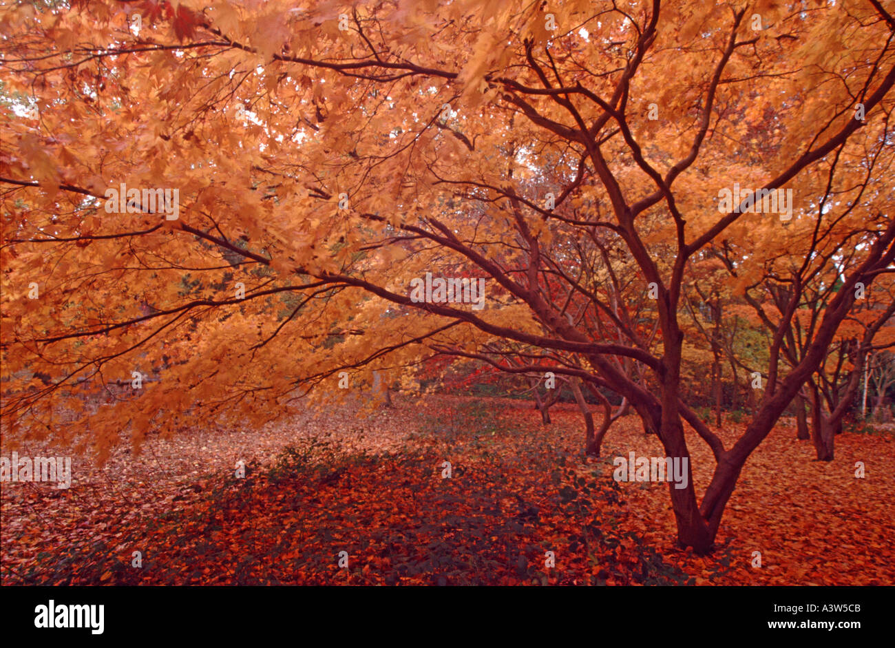 Autumn Acer Trees Stock Photo - Alamy