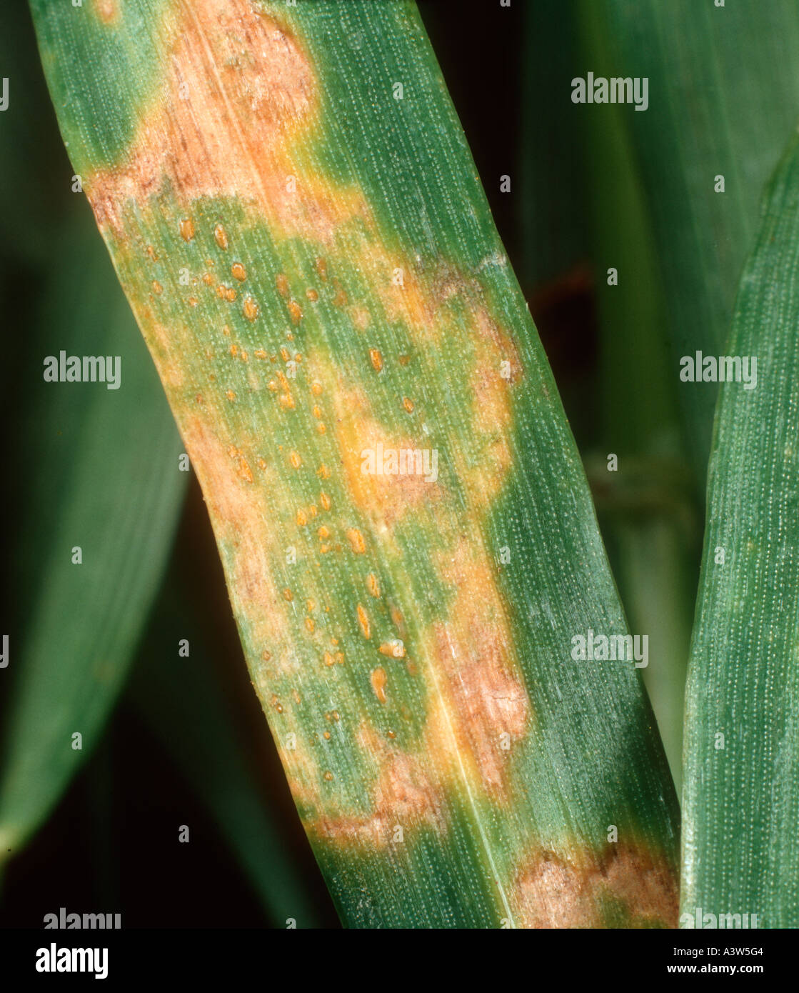 Early symptom of yellow or stripe rust Puccinia striiformis on a wheat ...