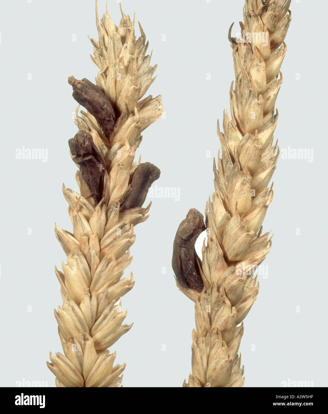 Ergot Of Grain