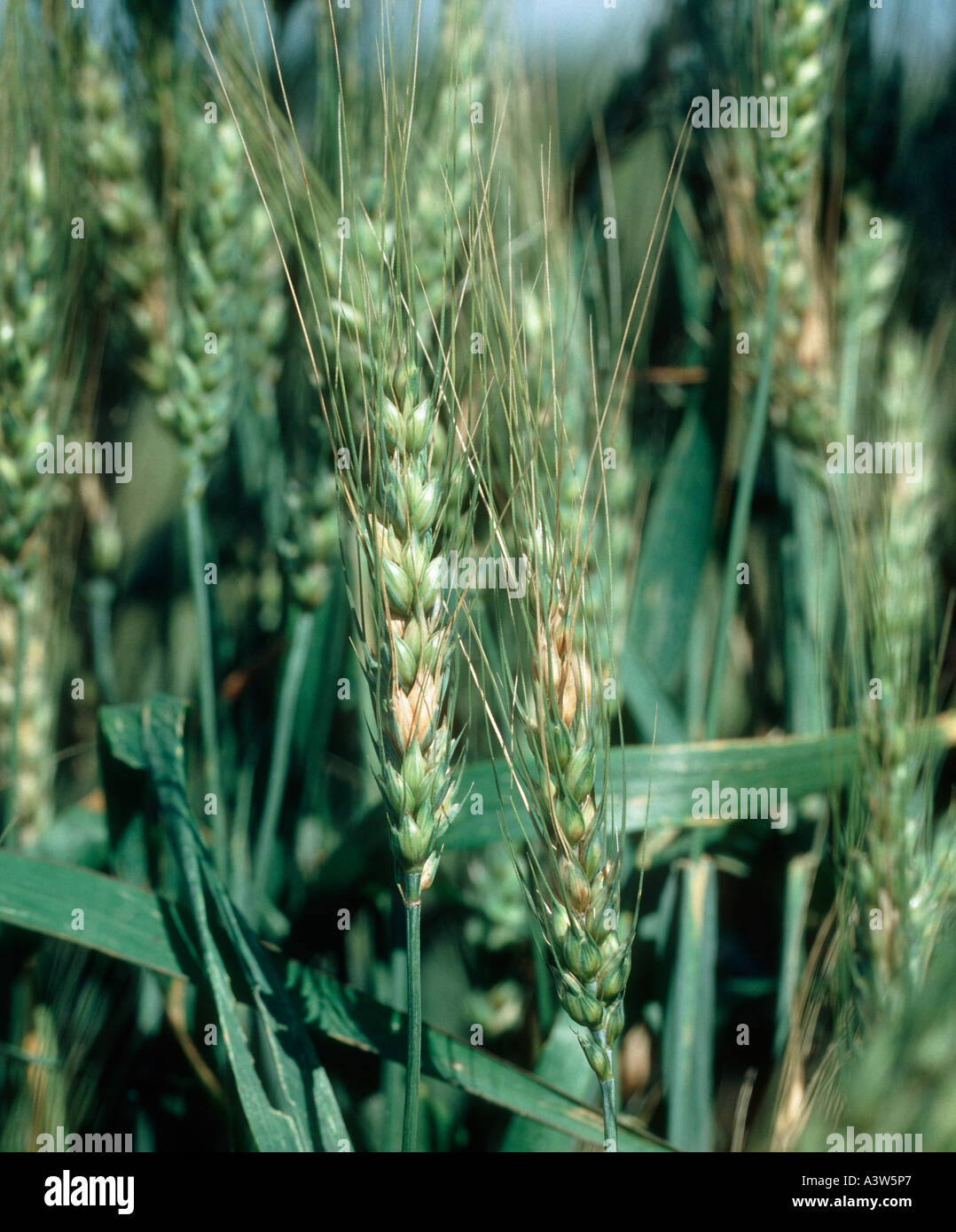 Fusarium ear blight head scab hi-res stock photography and images - Alamy