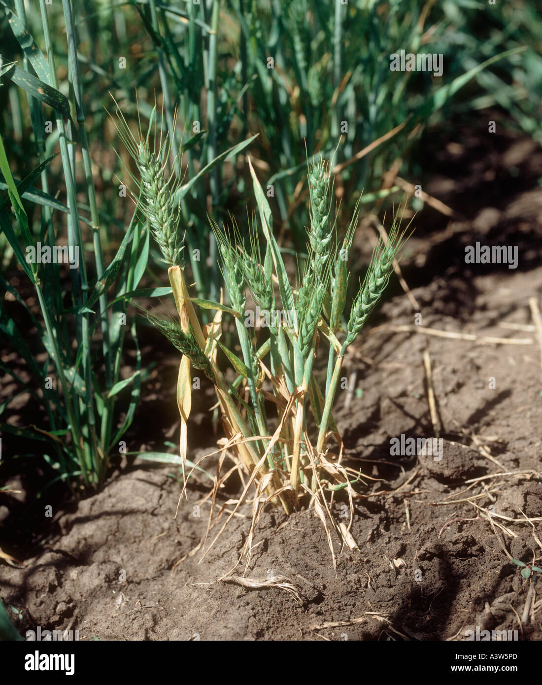 Tilletia controversa hi-res stock photography and images - Alamy