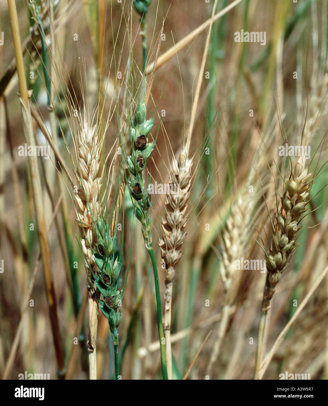 Dwarf bunt Tilletia controversa on durum wheat ears bunt balls exposed ...
