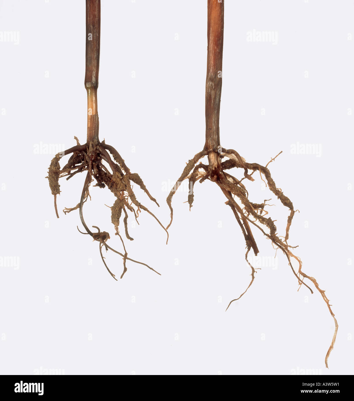 Take all Gaeumannomyces graminis diseased roots of wheat Stock Photo ...