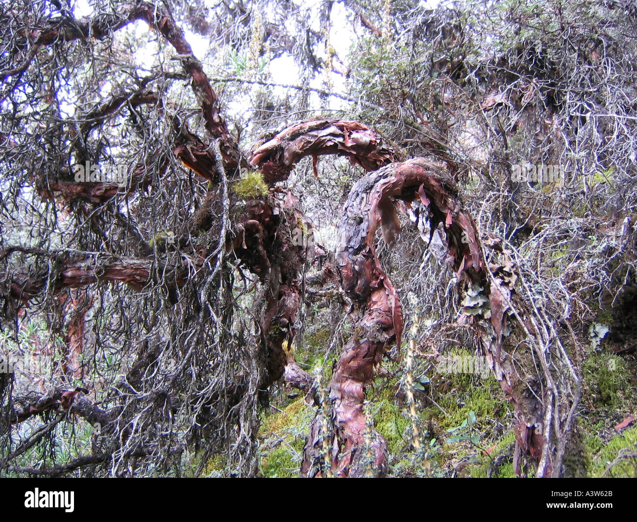 Polylepis tree trees hi-res stock photography and images - Alamy