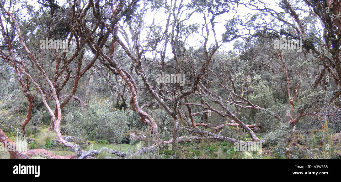 Polylepis tree trees hi-res stock photography and images - Alamy