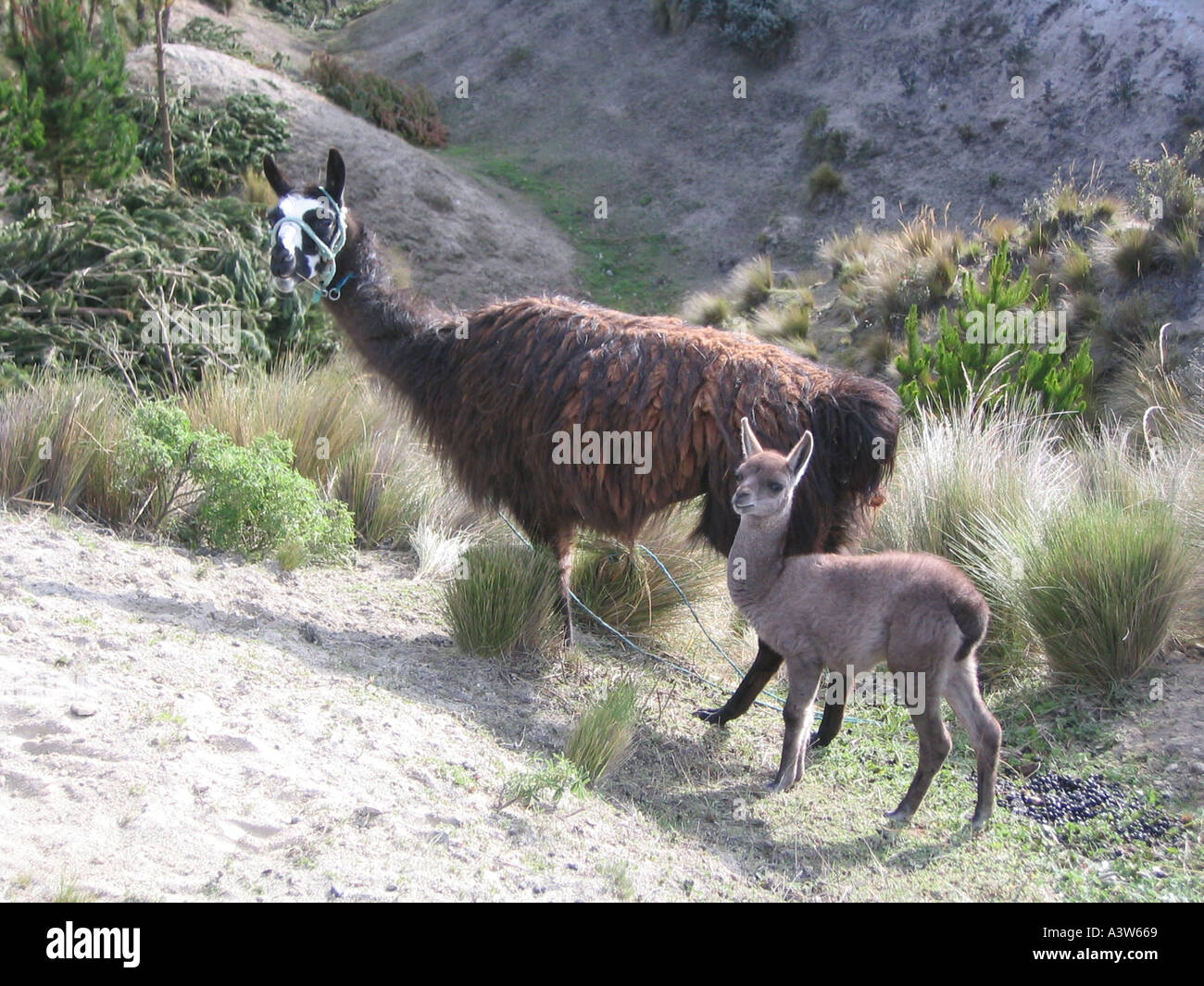 Young llamas hi-res stock photography and images - Alamy