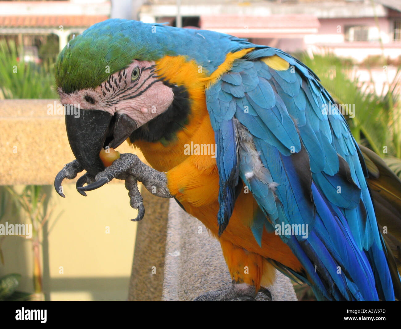 parrot eating fruit Stock Photo - Alamy