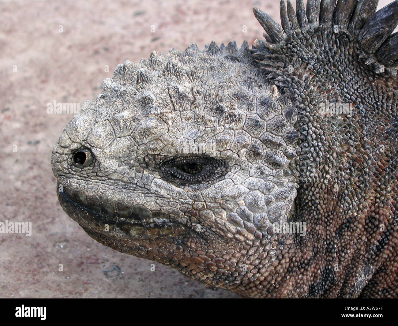Parts of an iguana hi-res stock photography and images - Alamy