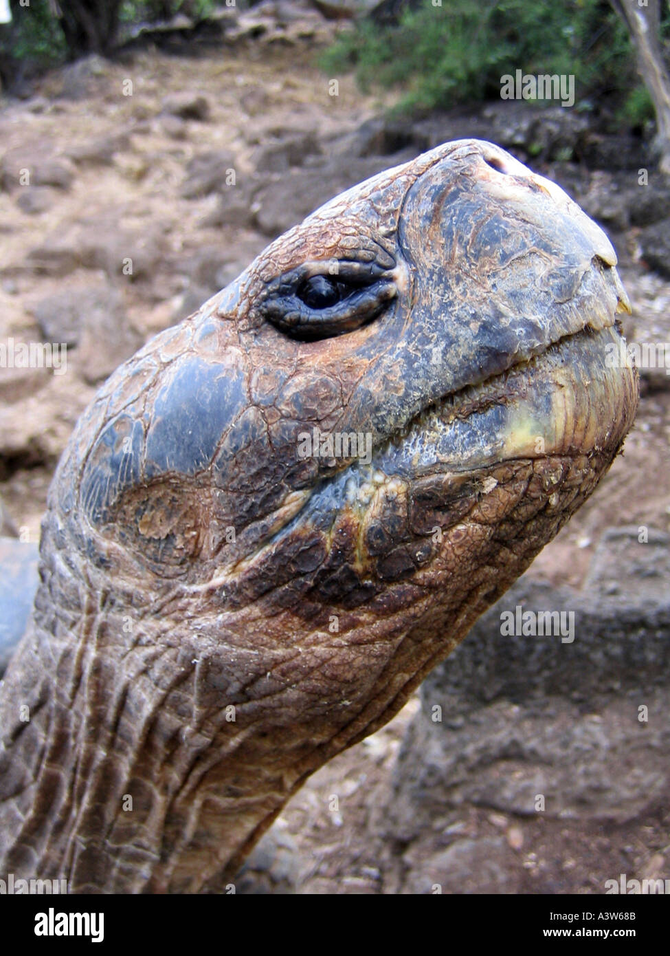head of a Galápagos turtle Stock Photo - Alamy