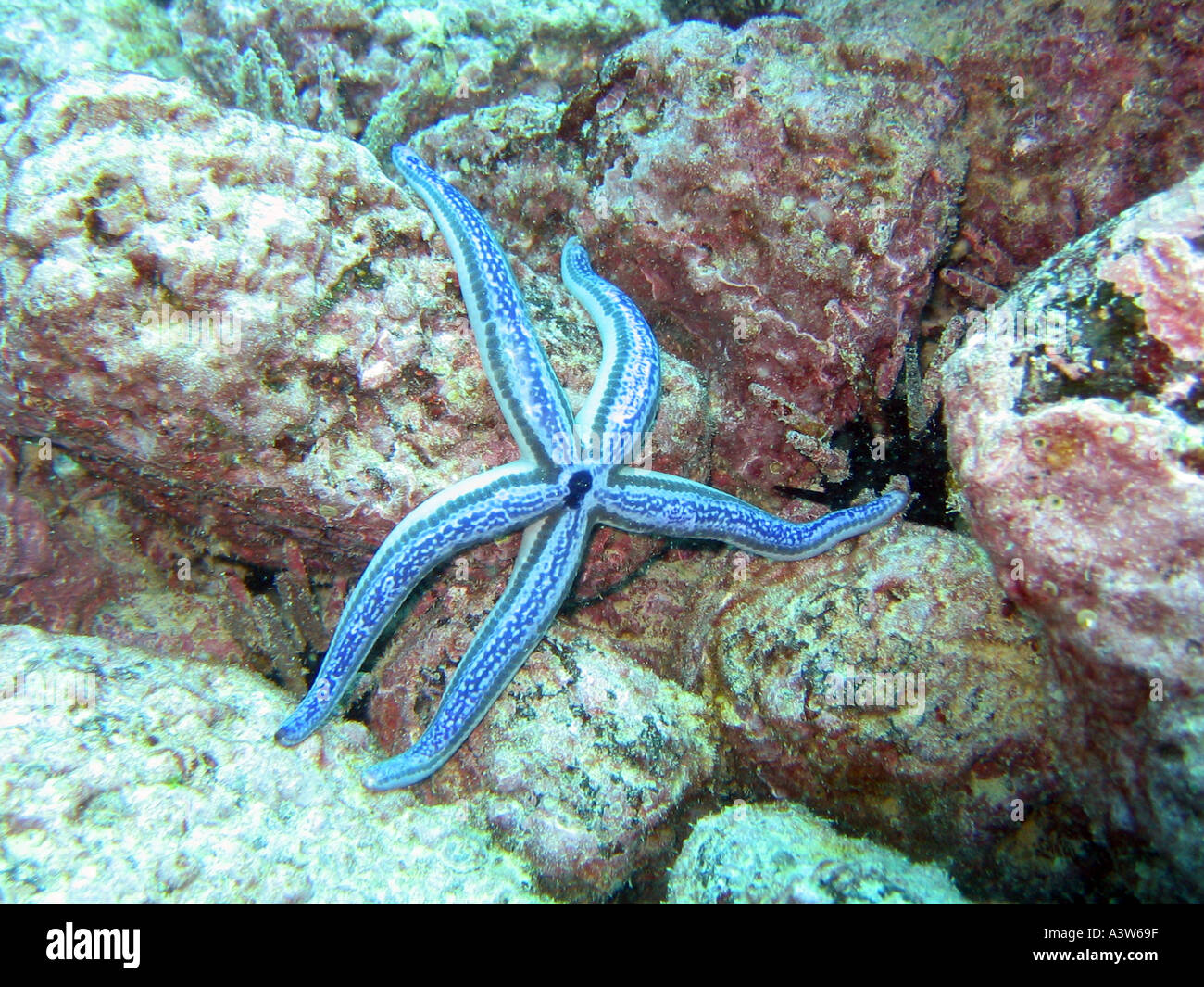 blue star fish Stock Photo - Alamy
