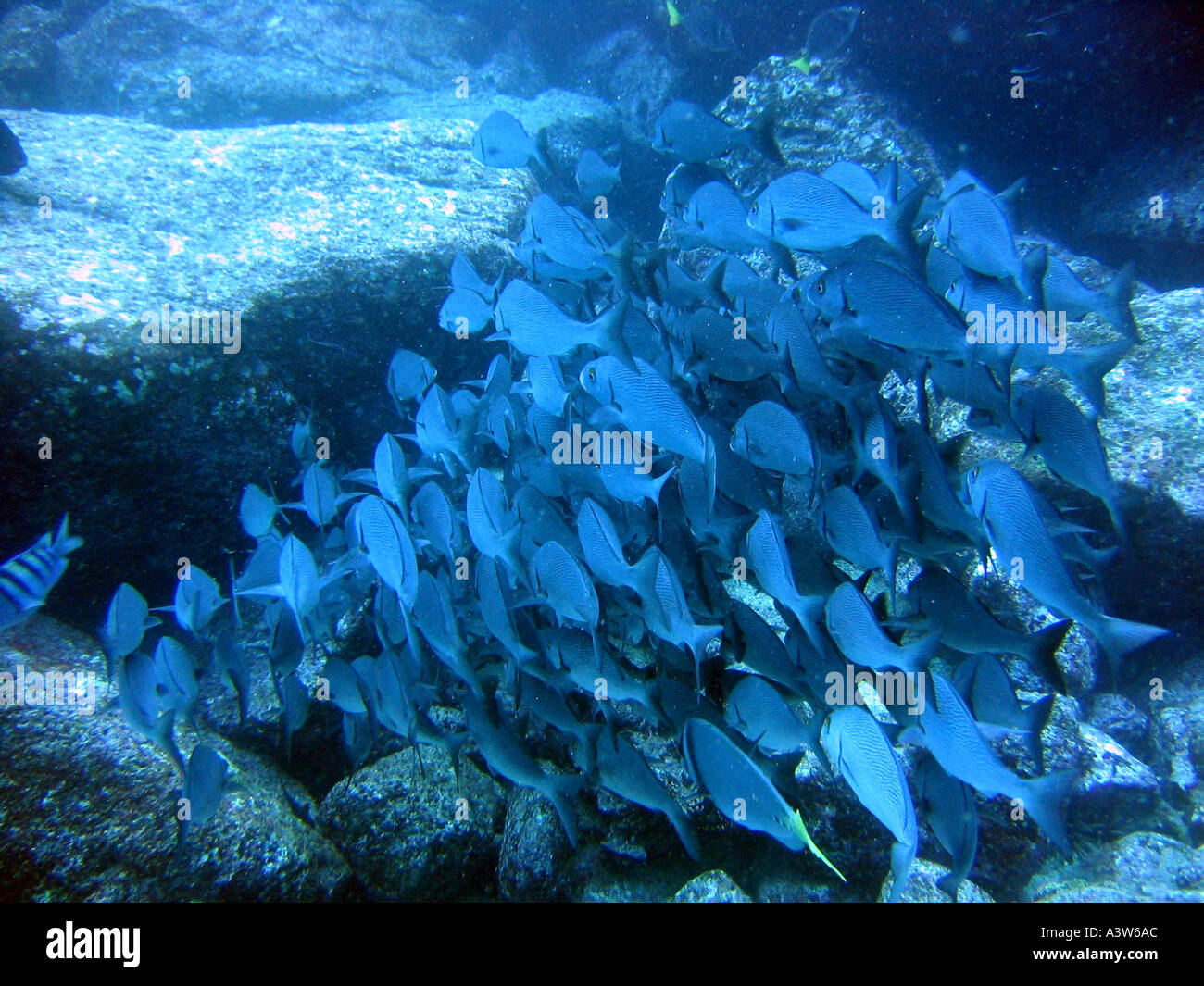 school of fish Stock Photo - Alamy