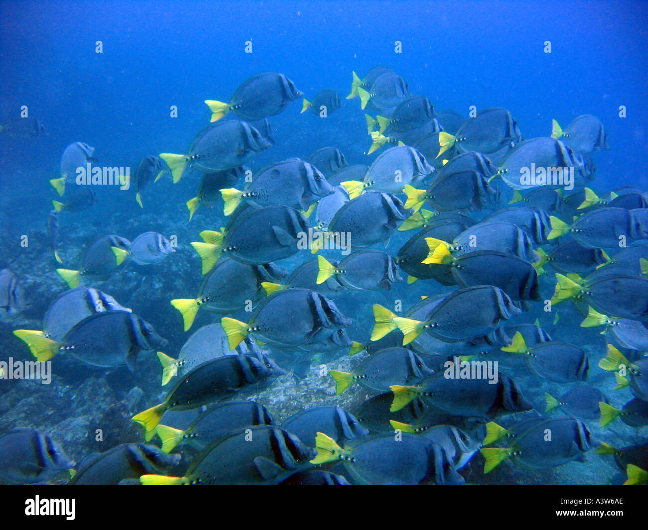 Yellowtailed surgeonfish hi-res stock photography and images - Alamy