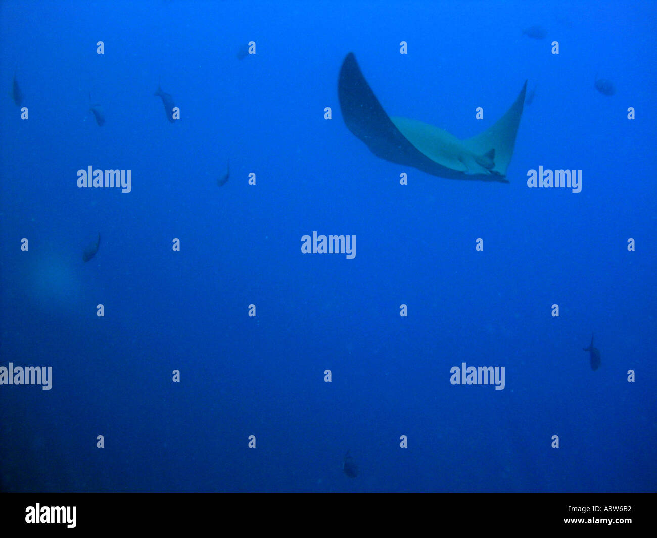 Golden cownose ray Stock Photo - Alamy