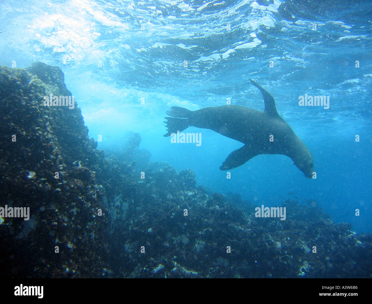 sea-lion swimming under water Stock Photo - Alamy