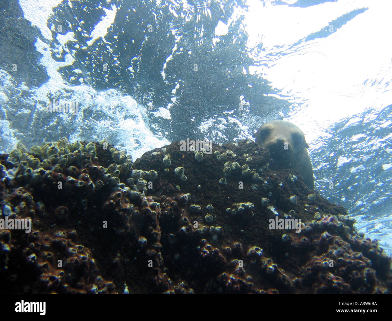 sea-lion looking down from water surface Stock Photo - Alamy