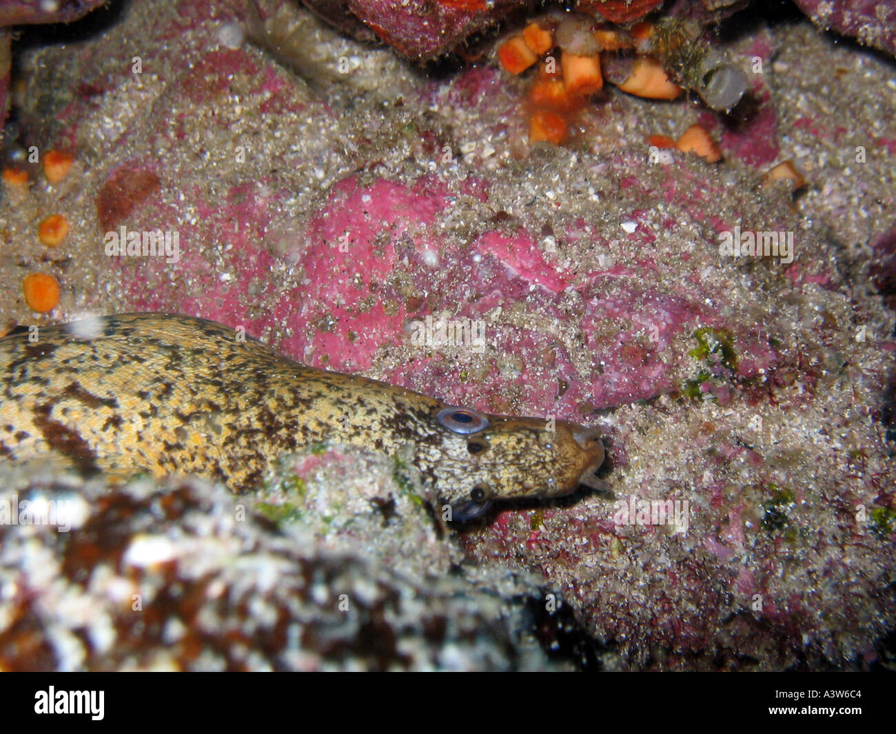 Jewel Moray Eel Stock Photo - Alamy