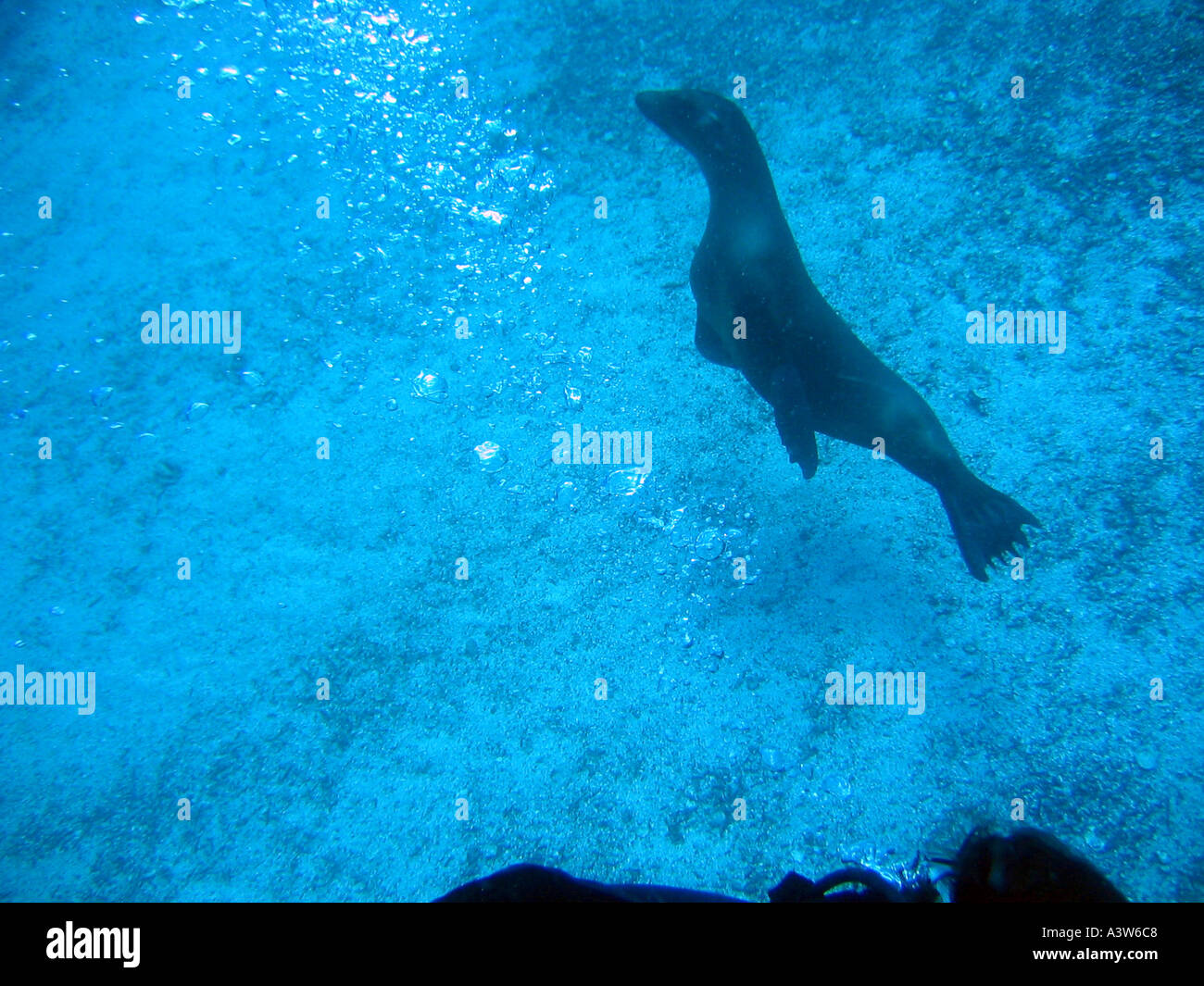 sea-lion swimming under water Stock Photo - Alamy