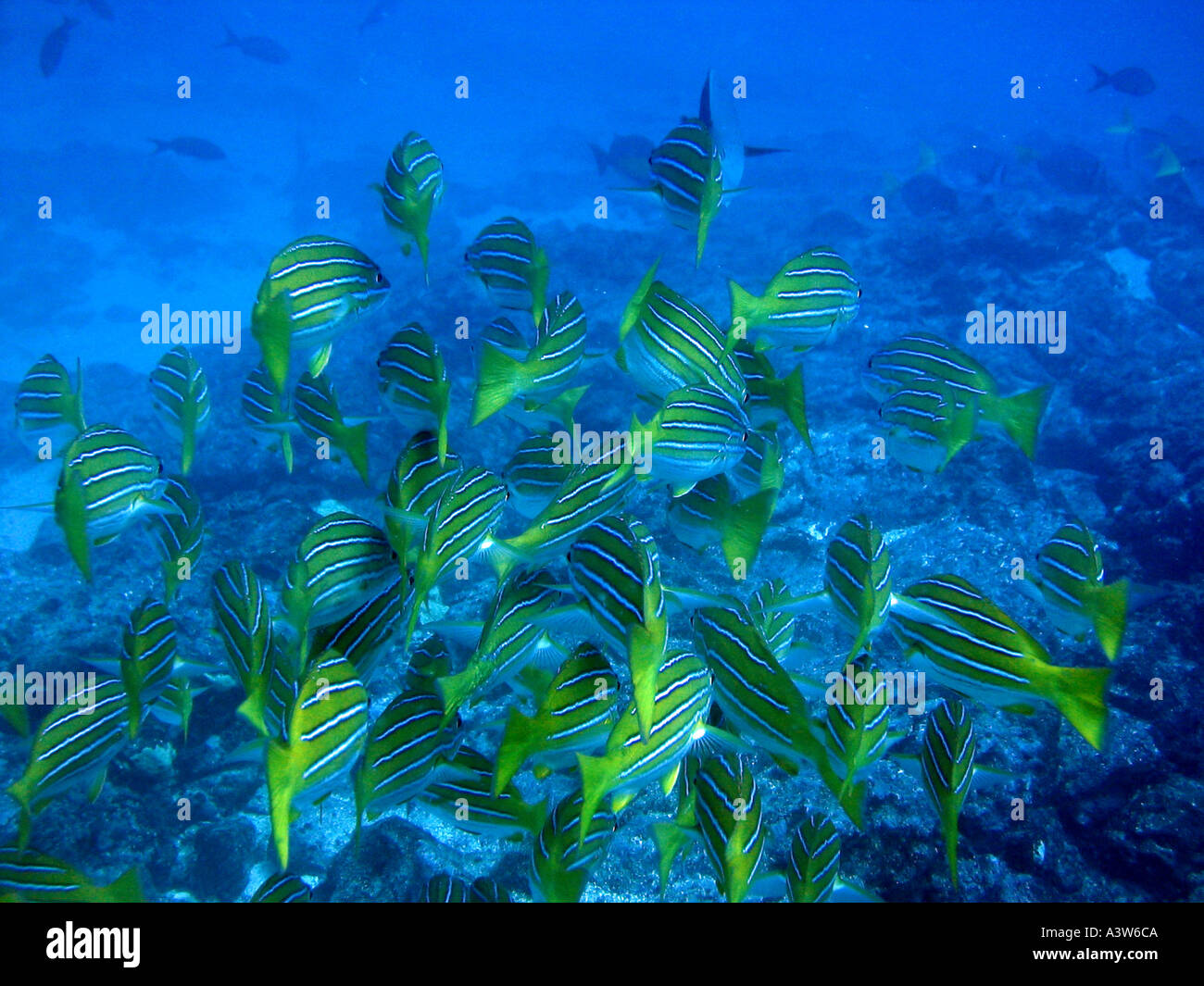 School of galapagos grunts hi-res stock photography and images - Alamy
