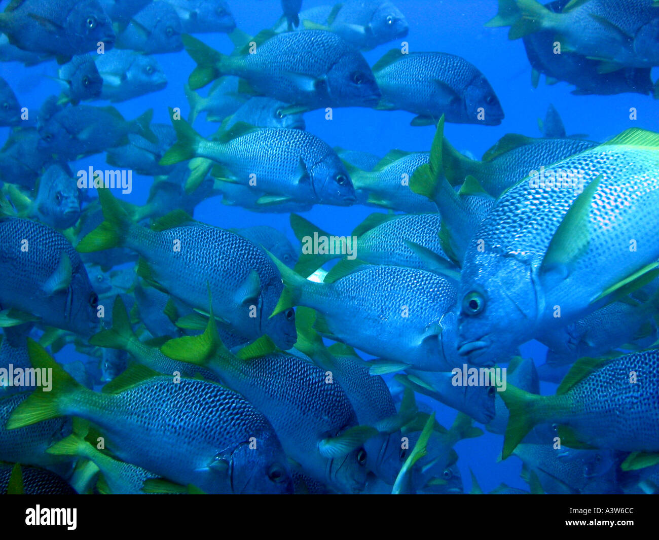 School of galapagos grunts hi-res stock photography and images - Alamy