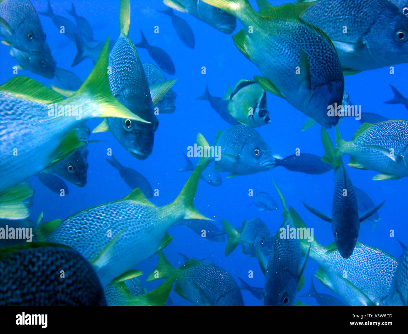 School of galapagos grunts hi-res stock photography and images - Alamy